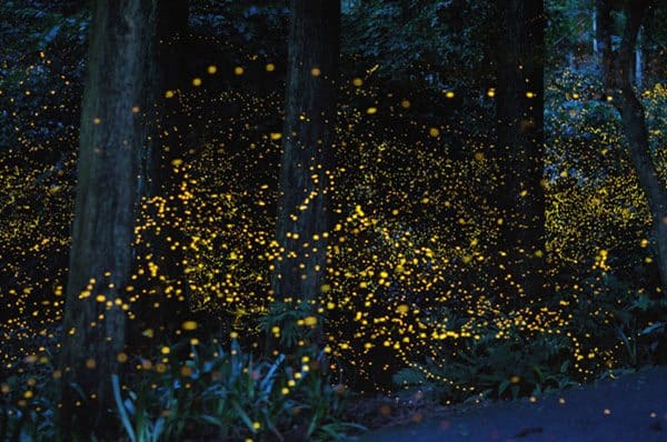 Fireflies at Norton Creek - Discover Life in America