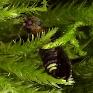 Blue ghosts: spirits of the forest - Discover Life in America