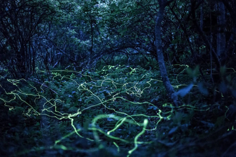 Blue ghosts: spirits of the forest - Discover Life in America