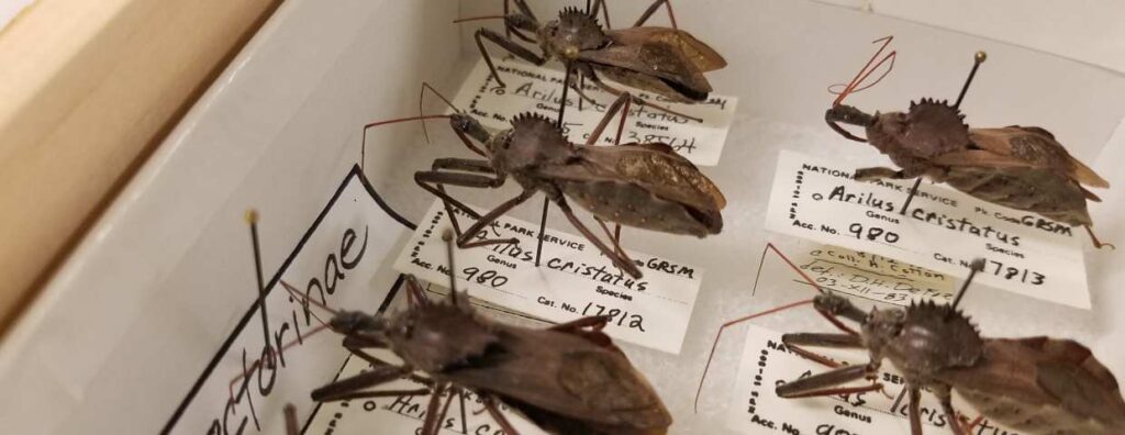 All Taxa Biodiversity Inventory - Discover Life in America