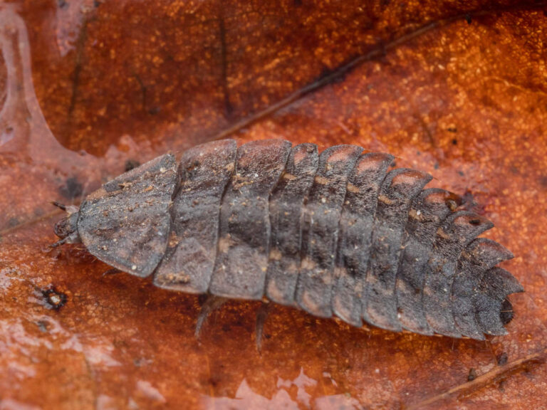 Fireflies at Norton Creek 2025 - Discover Life in America