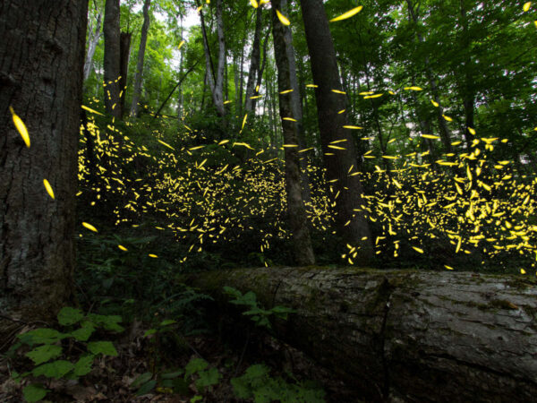 2026 Fireflies at Norton Creek - Discover Life in America