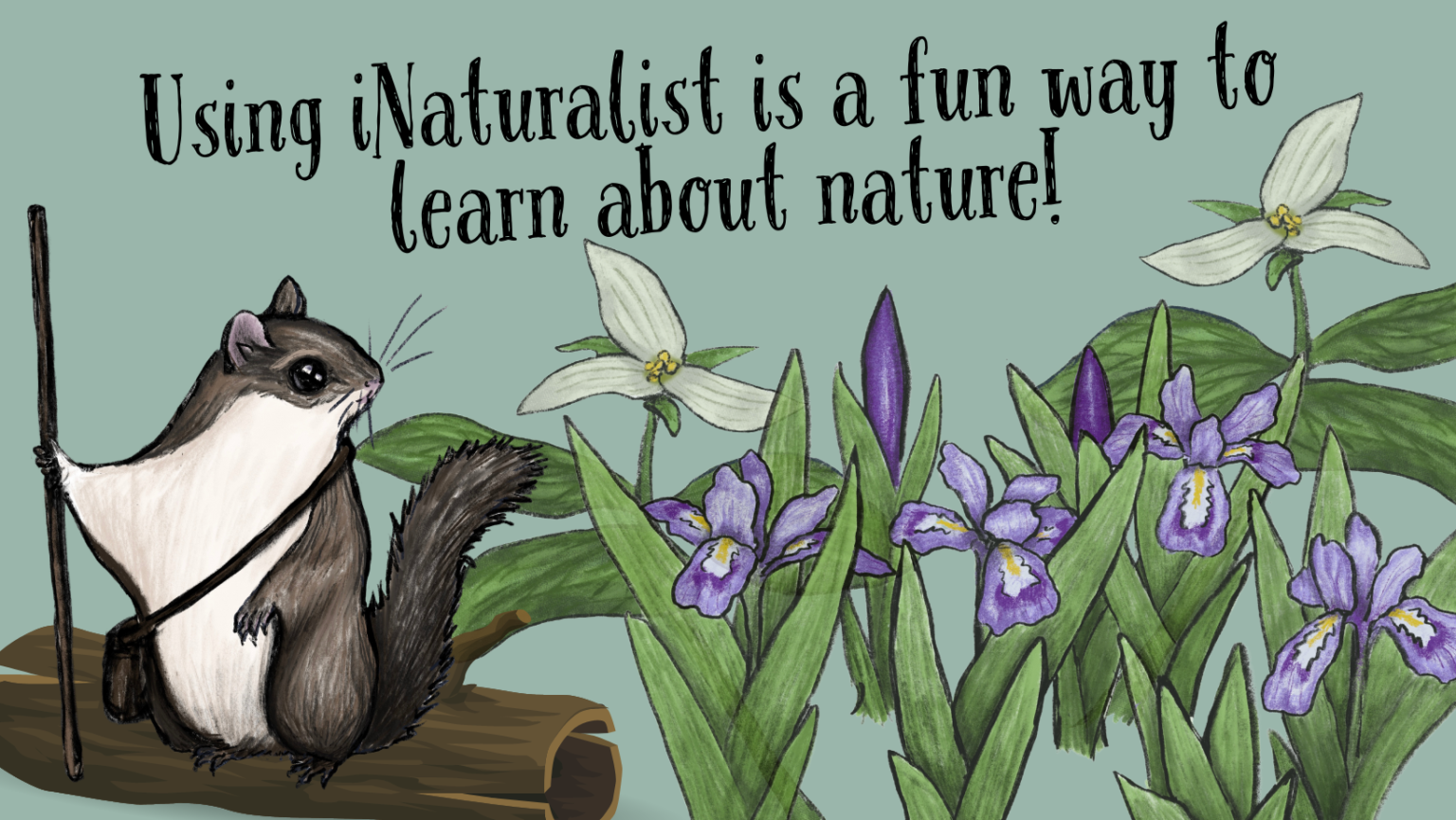 Smokies Most Wanted - Discover Life in America