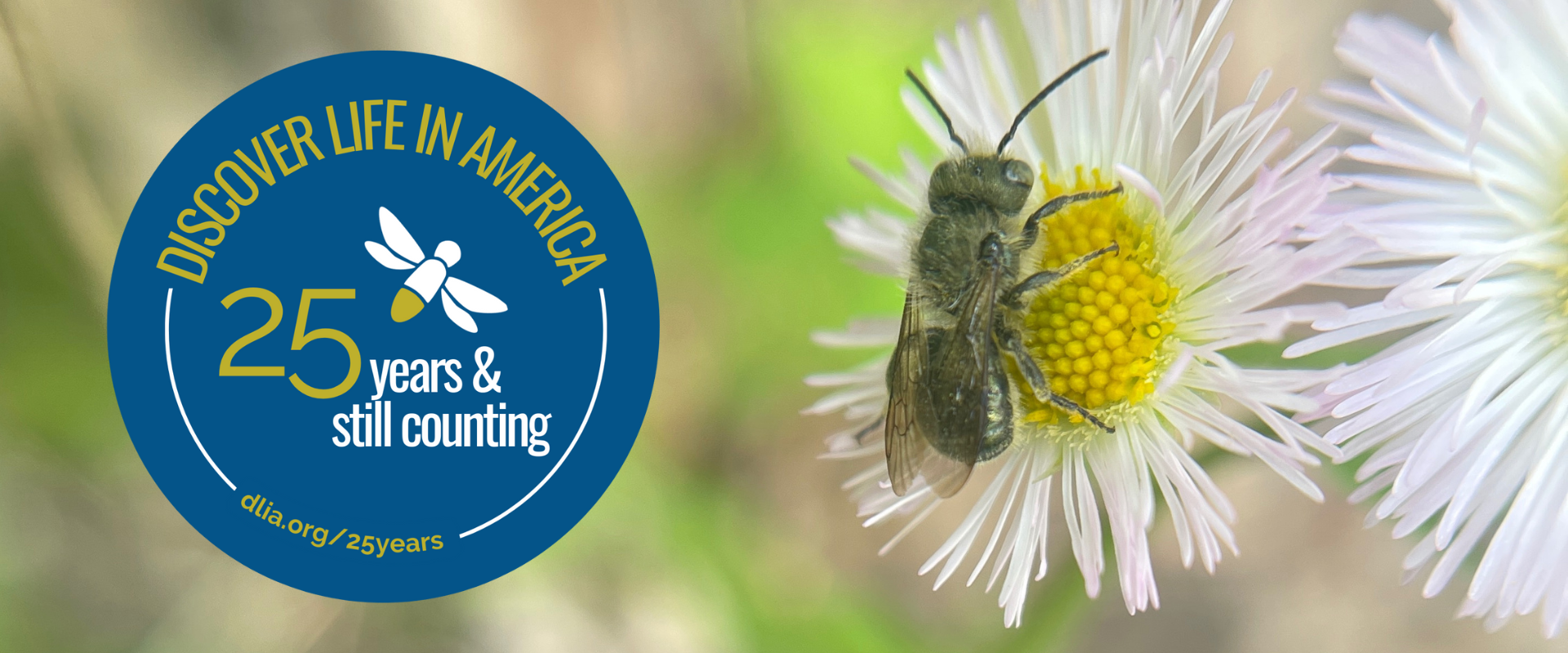 DLiA @ Entomology 2023 - Discover Life in America